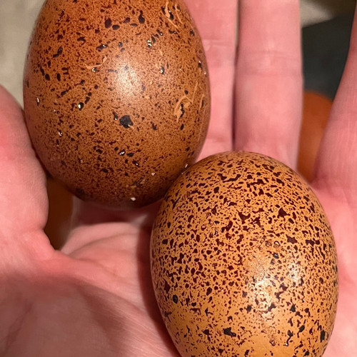 Speckled Black Copper Marans Eggs | Burberry Homestead