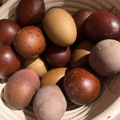 Rainbow Dozen Hatching Chicken Eggs | Burberry Homestead