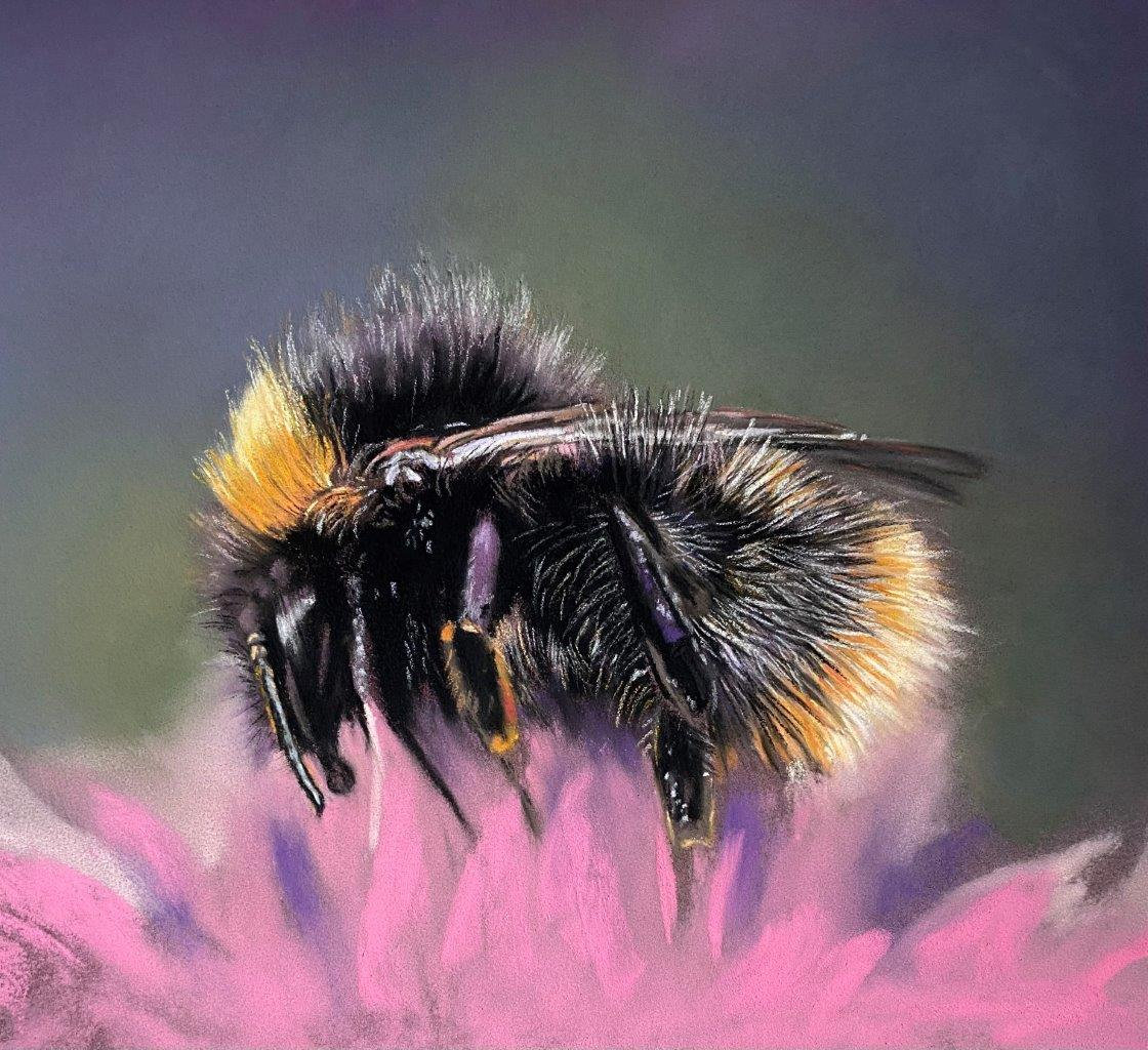 Insects by Maggie Tanner | Illustrator in Pastels | Animal and Pet ...