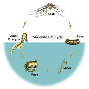 Top 10 Mosquito Breeding Sites on Your Property