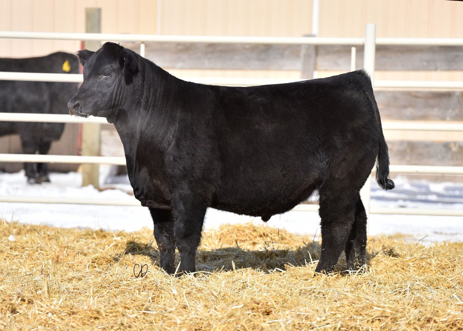 HOME | reynolds-cattle