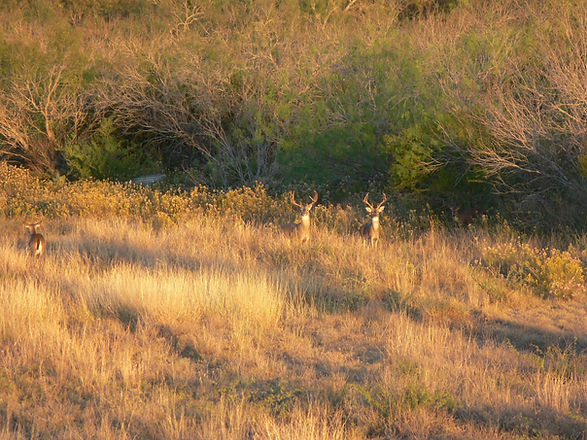 Hunting | E3 Ranch | United States