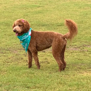 Fallen Timbers Farms | Photos | Puppies