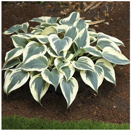 Blue Ivory | Home | Hosta Gardens | Hosta Heaven | Killarney Road