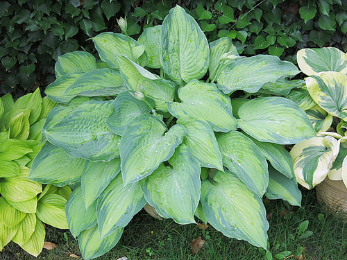 Step Sister | Home | Hosta Gardens | Hosta Heaven | Killarney Road