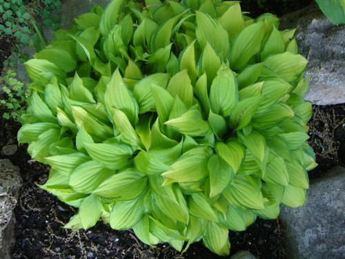 Twist of Lime | Home | Hosta Gardens | Hosta Heaven | Killarney Road