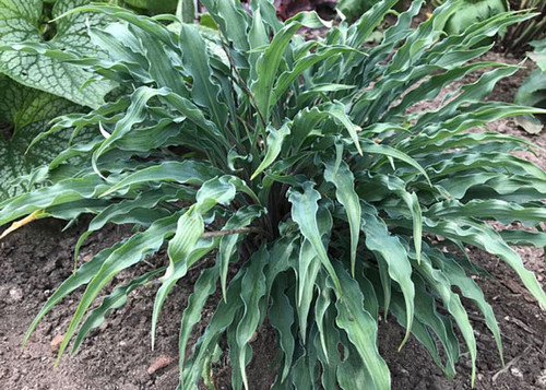 Silly String | Home | Hosta Gardens | Hosta Heaven | Killarney Road