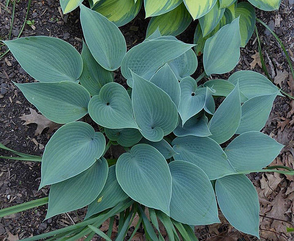 Bulletproof | Home | Hosta Gardens | Hosta Heaven | Killarney Road