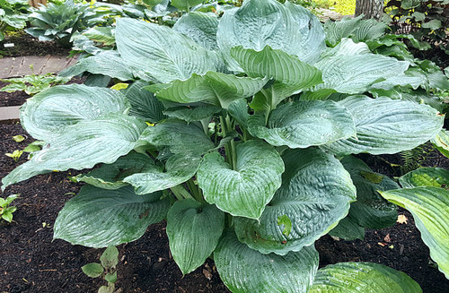 Viking Ship | Home | Hosta Gardens | Hosta Heaven | Killarney Road
