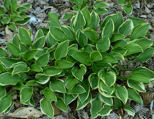 Chi-Town Classic | Home | Hosta Gardens | Hosta Heaven | Killarney Road