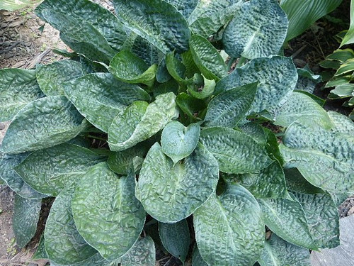Deep Blue Sea | Home | Hosta Gardens | Hosta Heaven | Killarney Road