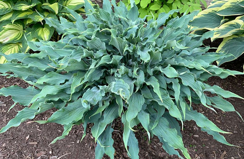 Wild Imagination | Home | Hosta Gardens | Hosta Heaven | Killarney Road