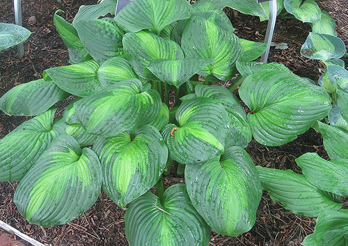 Avocado | Home | Hosta Gardens | Hosta Heaven | Killarney Road
