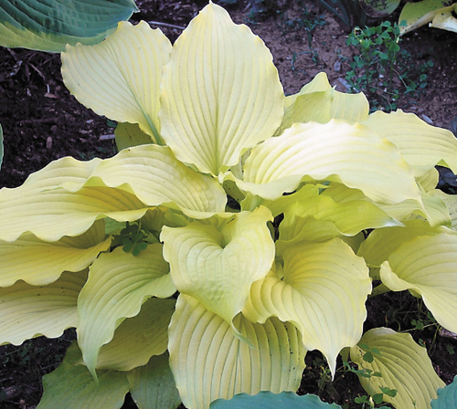 Dancing Queen | Home | Hosta Gardens | Hosta Heaven | Killarney Road