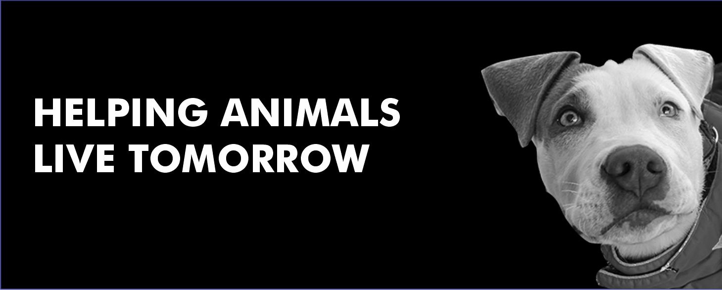 Dog | California | H.A.L.T. Dog Rescue (Helping Animals Live Tomorrow)