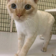 Pets Available | Castaways