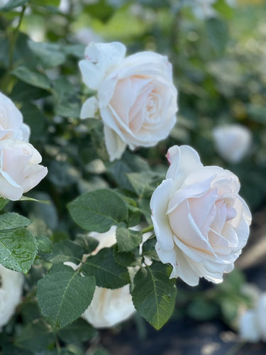 Easy Spirit Rose | Floralie Flower Farm
