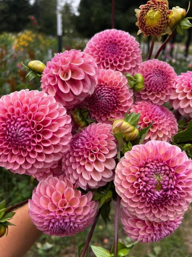 Bracken Rose | Floralie Flower Farm