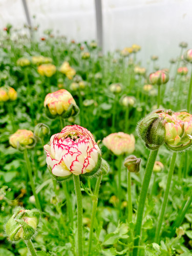 Ranunculus - Tiger | Floralie Flower Farm