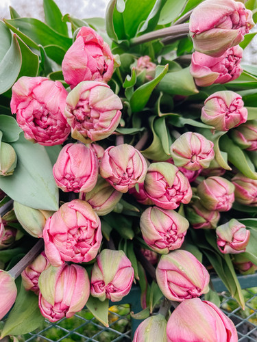 Tulip Amazing Grace | Floralie Flower Farm