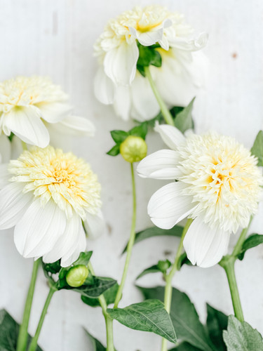 Platinum Blonde | Floralie Flower Farm