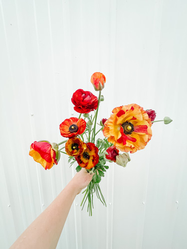 Ranunculus Telecote Cafe | Floralie Flower Farm