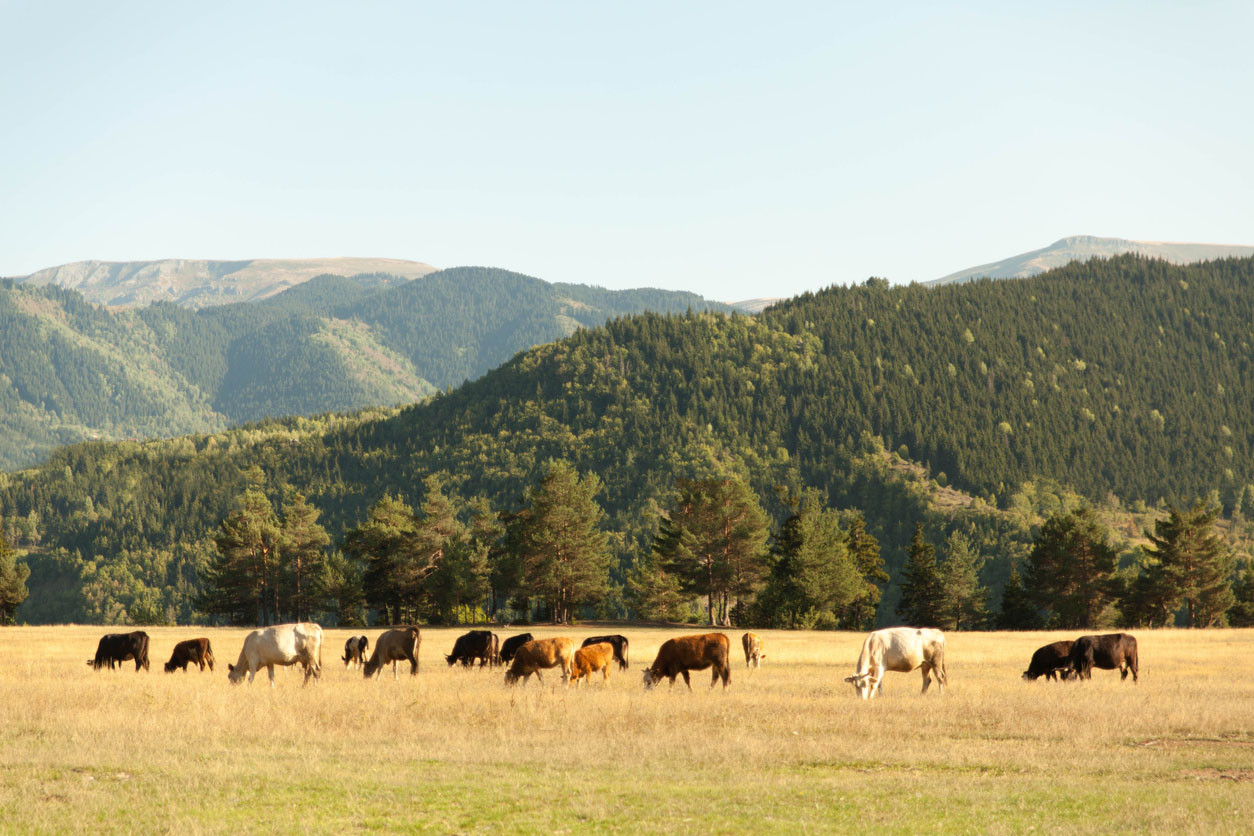 About Us | Willamette Valley Meat