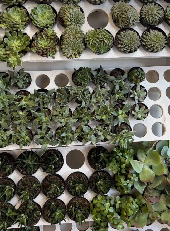 Discovering Unique Gifts and DIY Fun at Jade & Clover: An Arcadia Small ...