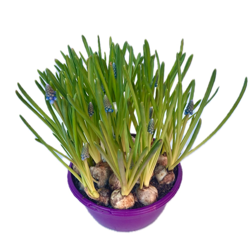 Muskare (21 sīpols) | Puķu Muiža