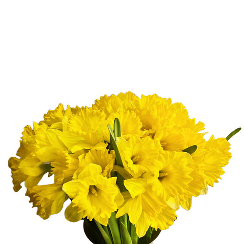Narcises bunte (10 gab.) | Puķu Muiža