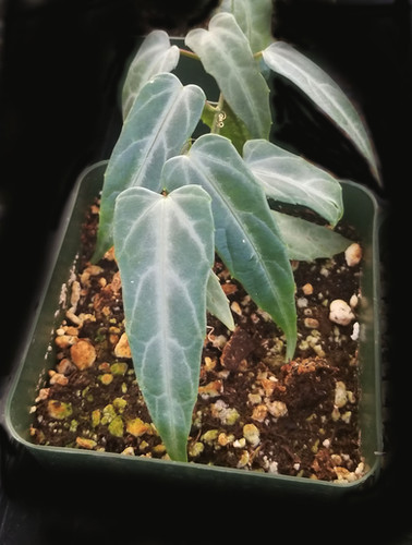 Brazilian grape ivy | extraordinary-plants