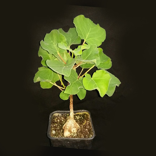 Small-leaved Rock Fig | extraordinary-plants