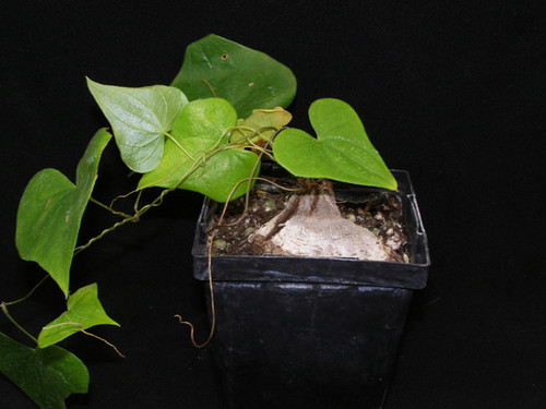 Smooth Tortoise Plant | extraordinary-plants