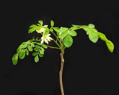Moringa Tree | extraordinary-plants