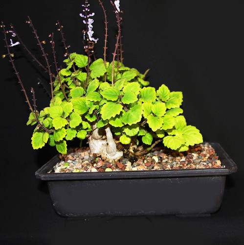 Bonsai Mint | extraordinary-plants