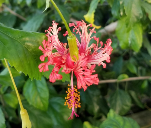 Fringed Hibiscus | extraordinary-plants