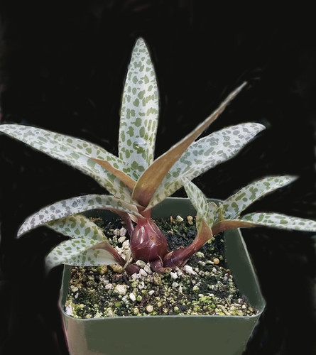 Silver Squill | extraordinary-plants