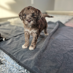 CURRENT PORTIDOODLES | CuddleDoo's