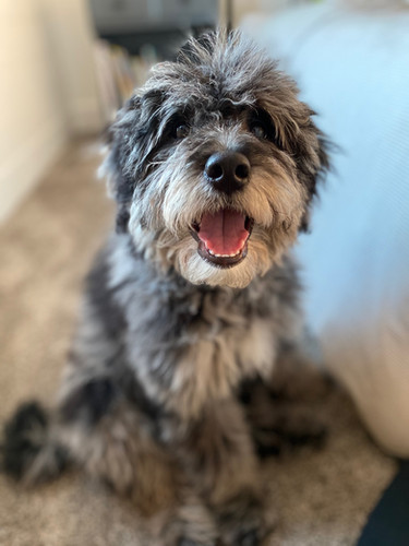 F1 Mini Portidoodle Deposit | CuddleDoo's