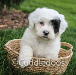 CURRENT PORTIDOODLES | CuddleDoo's