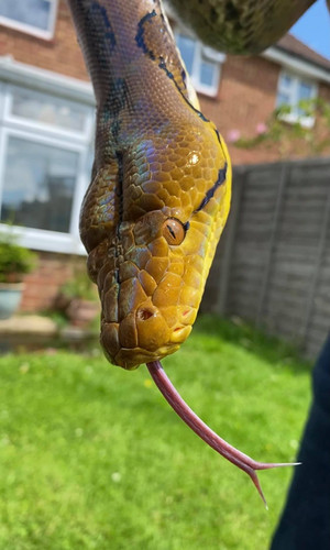 Species specific care with keepers | Sid & Si's Snakes