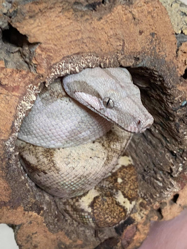 Sponsor Nidhoggur | Sid & Si's Snakes