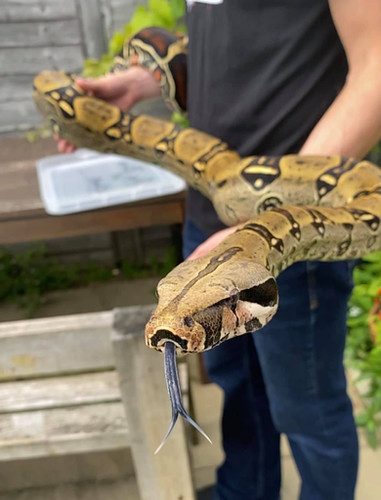Mobile Event 2 Hour Snake and Critters Handling Experience | Sid & Si's ...
