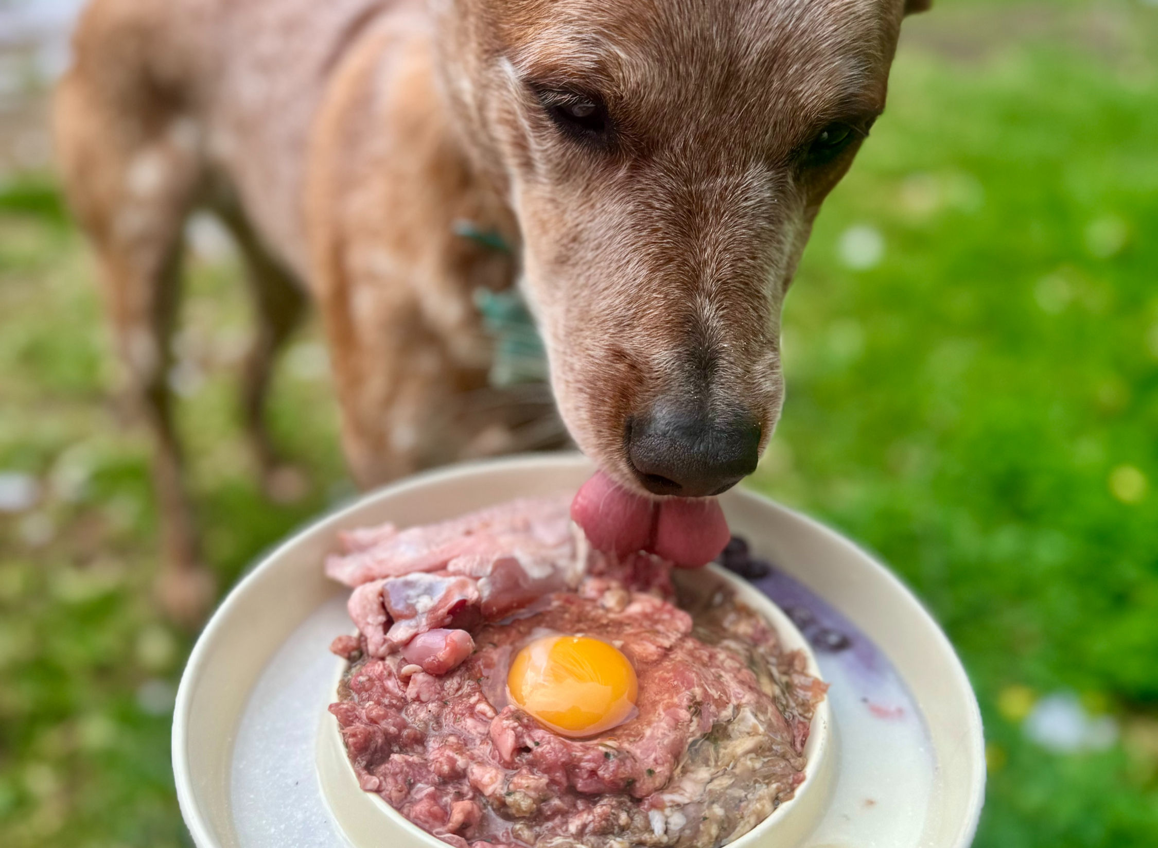 Book A Consult With Chadwick Nutrition Canine Nutritionist Book A Consult With Chadwick Nutrition Canine Nutritionist