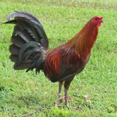 Kelso Brown Red | Emanuel Massa