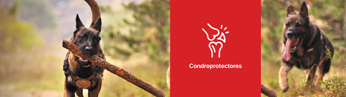 Condroprotectores | Innopharma