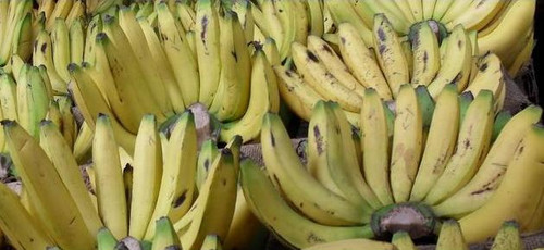 Bogoya | pepforumshop