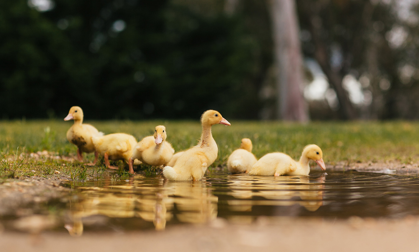seven ducklings | Little Oak Sanctuary
