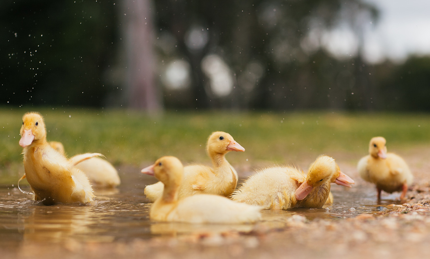 seven ducklings | Little Oak Sanctuary