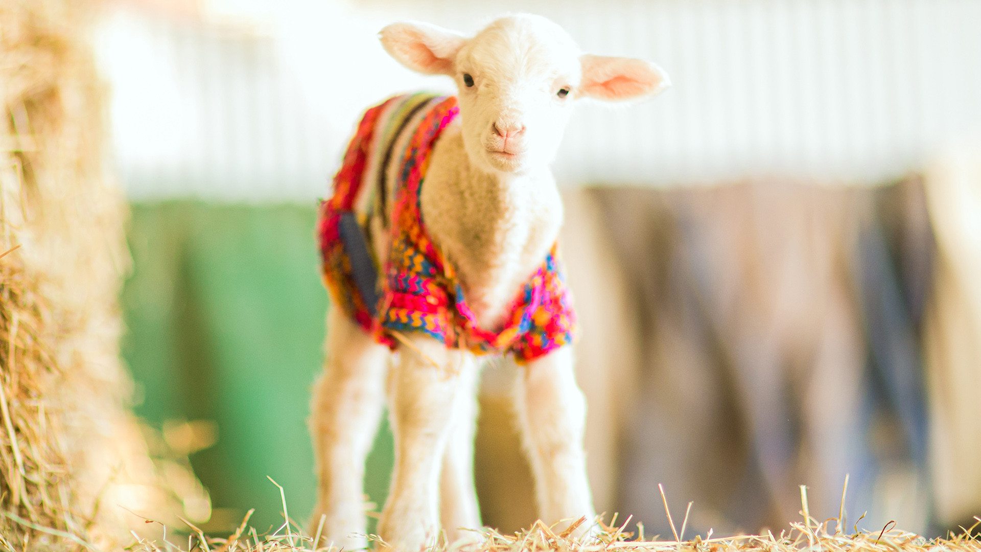 Canberra Lamb Rescue | Little Oak Sanctuary